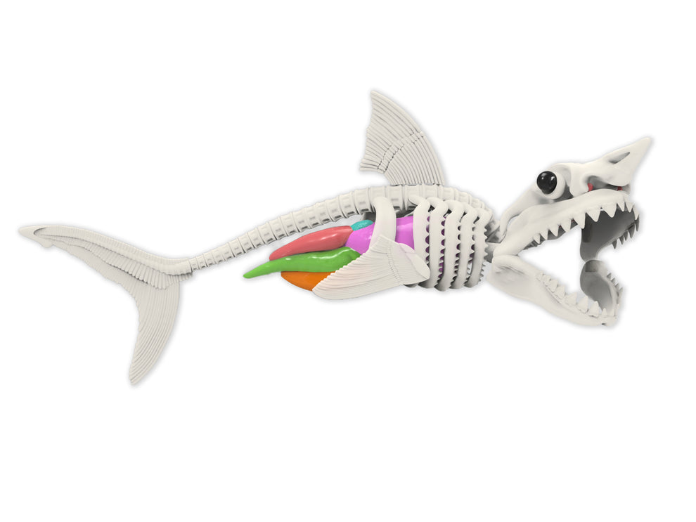 Dissect-It Super Shark Lab – Rocket City Toys